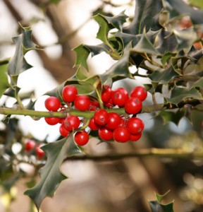Poisoning mistletoe and Holly - Kreiz Breizh in Rostrenen Veterinary Clinic