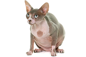 L'obésité des animaux de compagnie (article et vidéo) - Clinique ...